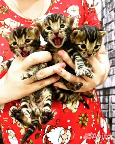 Бенгальская котята разных окрасов WCF