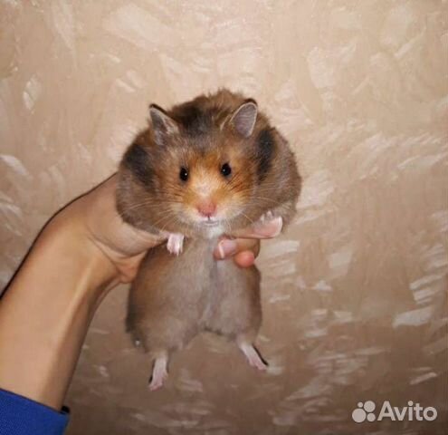 Сирийский хомяк