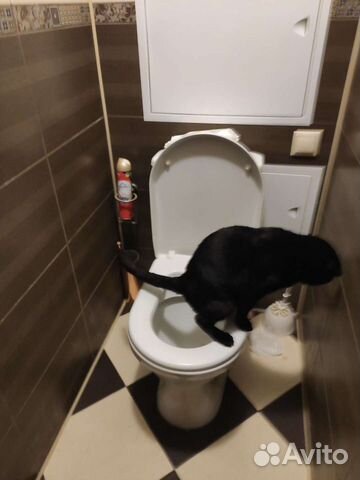 Отдам бесплатно