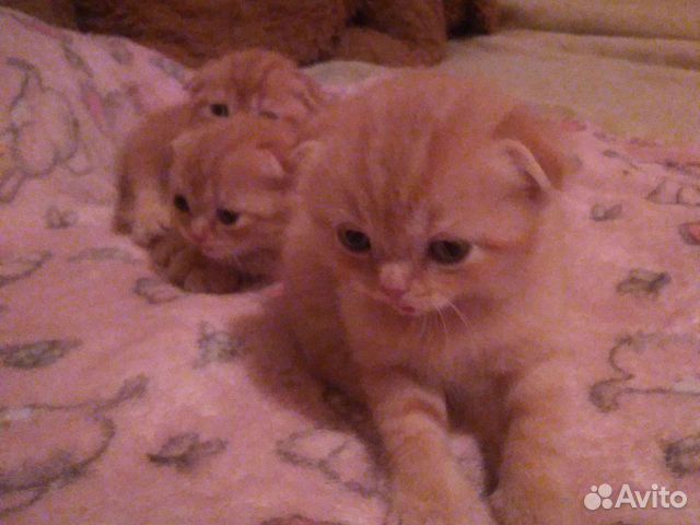 Котятки шотландские вихлоухие