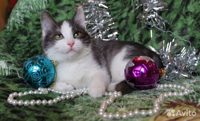 Котёнок Лея