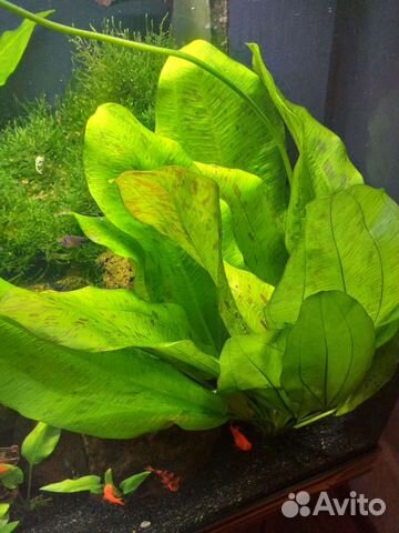 Эхинодорус Шлютера