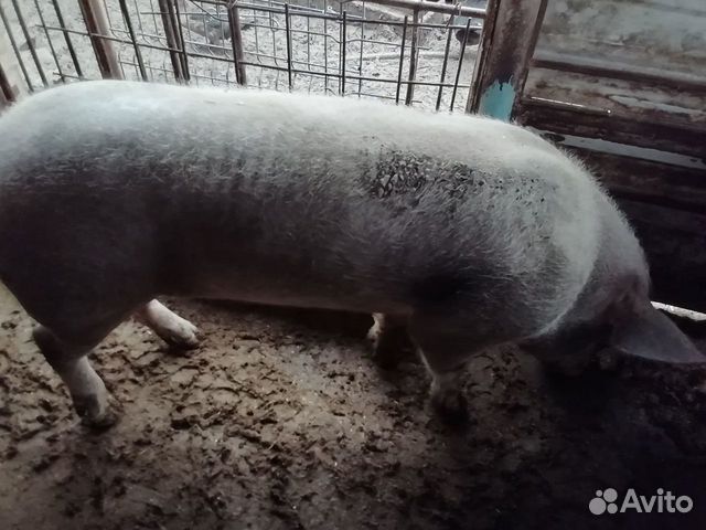 Продаю хряка пьетрен