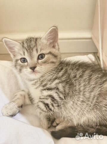 Египетская мау