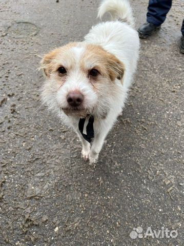 Найдена маленькая собака