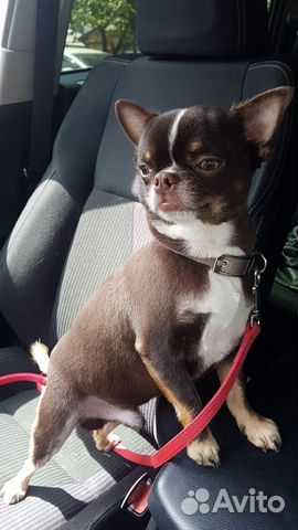 Вязка чихуахуа мальчик