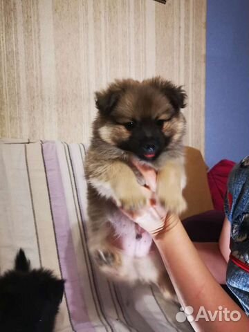 Щенонк шпица - метис