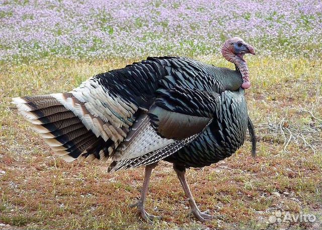 Индюки живым весом