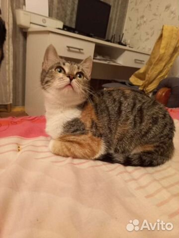 Котенок подросток трехцветная