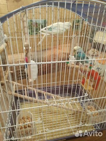 Волнистый попугай ручной с клеткой