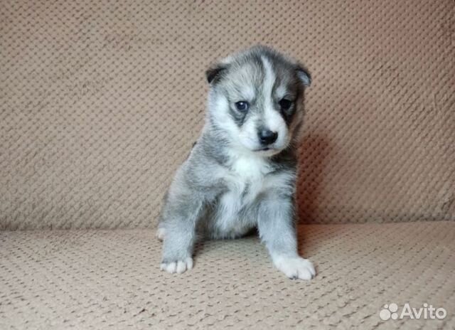 Щенок девочка в добрые руки