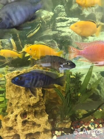 Цихлиды взрослые продам