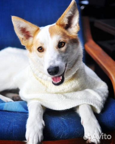 Молодая собака Луша в добрые руки