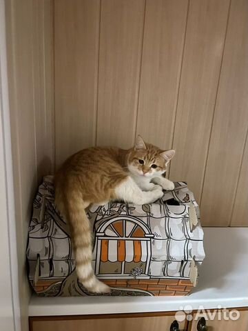 Котенок Гарри