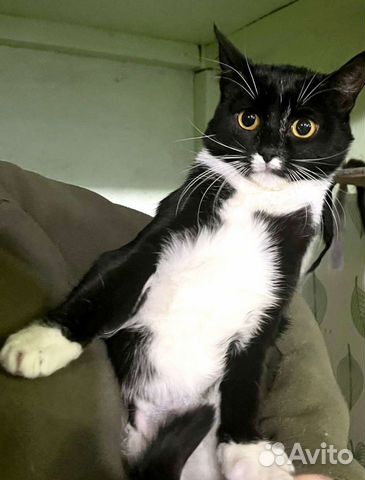 Кошка стала не нужна счастливому молодожену