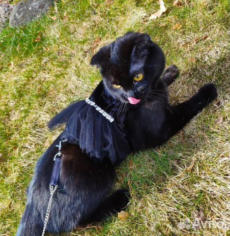 Отдам кошку британскую вислоухую