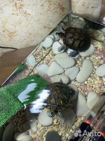 Красноухая черепаха