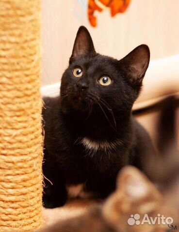 Котенок Мишель девочка