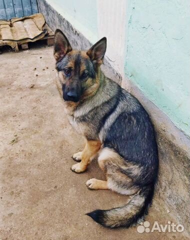 Красивая собака овчаристого типа в добрые руки