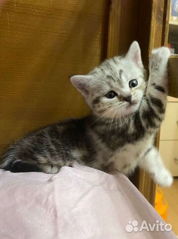 Котята-тигрята) девочки 1,5 мес