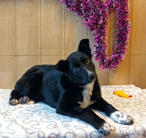 Женя. Молодой щенок. Бесплатно