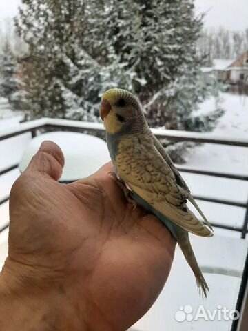 Волнистый попугаи