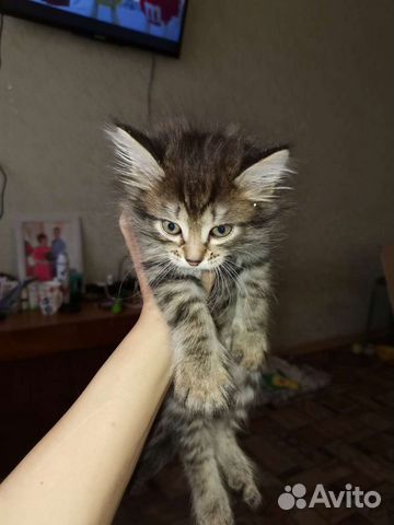 Сибирские котята