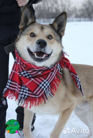 Собака ищет дом