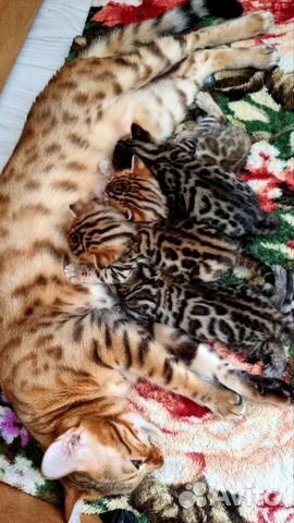 Бенгальские котята