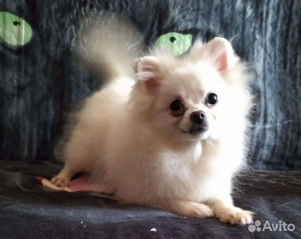 Девочка крем айс