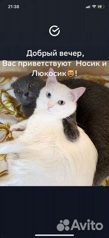 Отдам кошечку вместе с ее котёнком