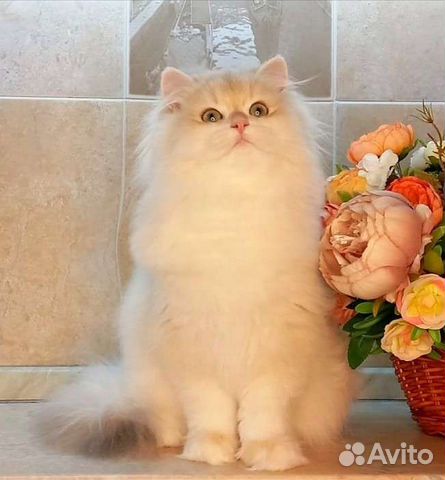 Золотая шиншилла