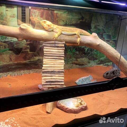 Бородатая Агама