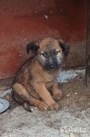 Щенок в добрые руки бесплатно