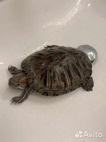 Красноухая черепаха девочка