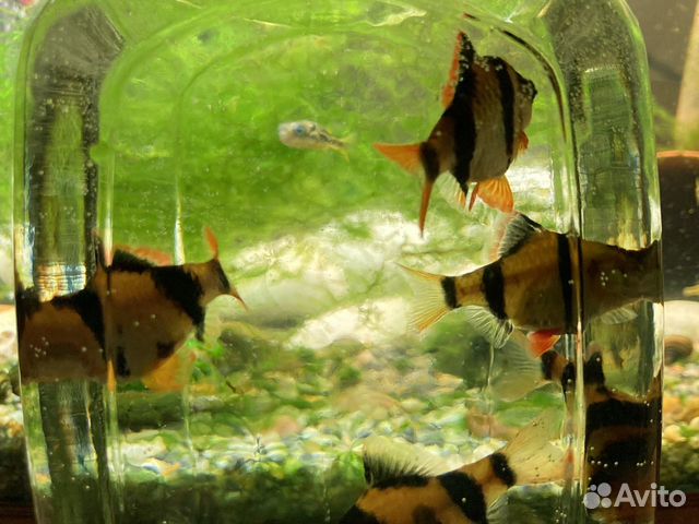 Барбусы суматранские