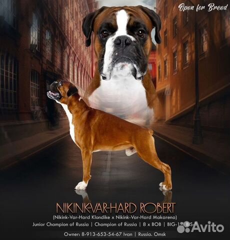 Немецкий боксер