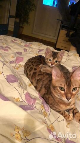 Метис бенгалькая бурманская