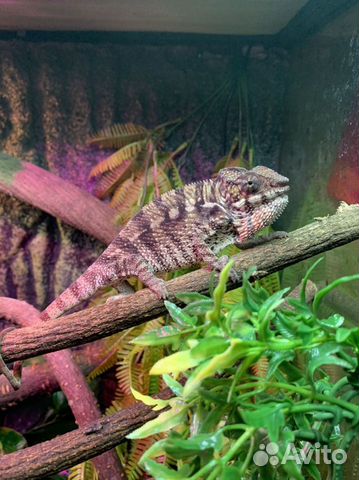 Пантеровый хамелеон