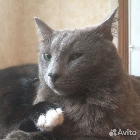 Кот-Бобёр