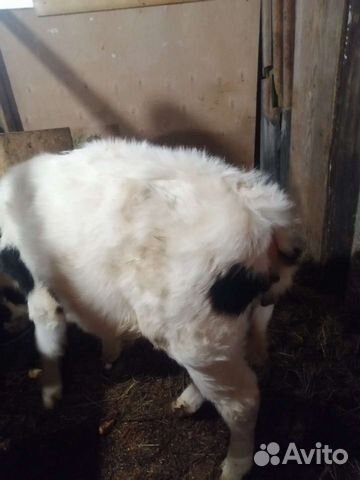 Телёнок 3 месяца