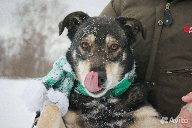 Очаровательный пёс пропадает в приюте