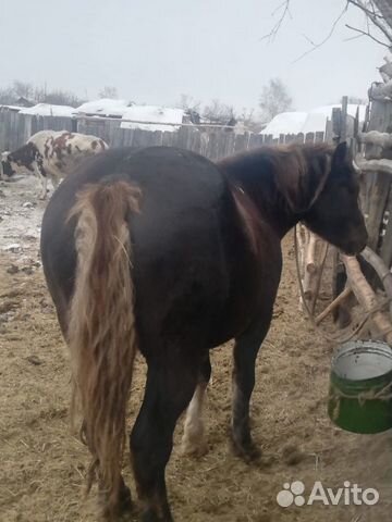 Жеребец тяжеловоз