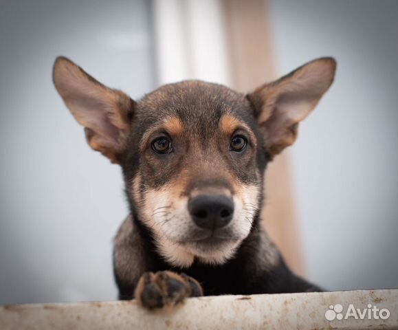 Щенок в добрые руки