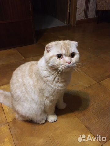 Шотландский вислоухий