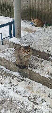 Кошка
