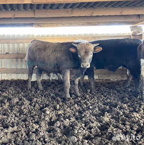 Продаются быки