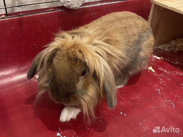 Декоративные кролики вислоухие