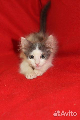 Красивый маленький котенок в добрые руки