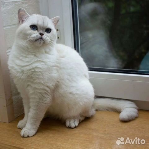 Молодая чистокровная британочка